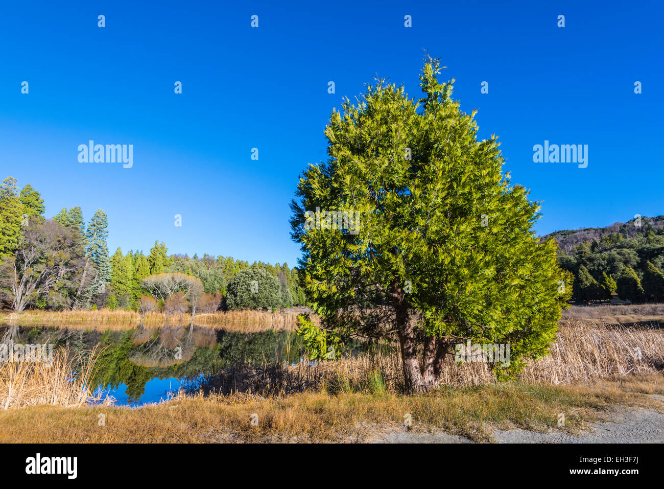 Pine tree and view of Doane Pond. Palomar Mountain State Park ...
