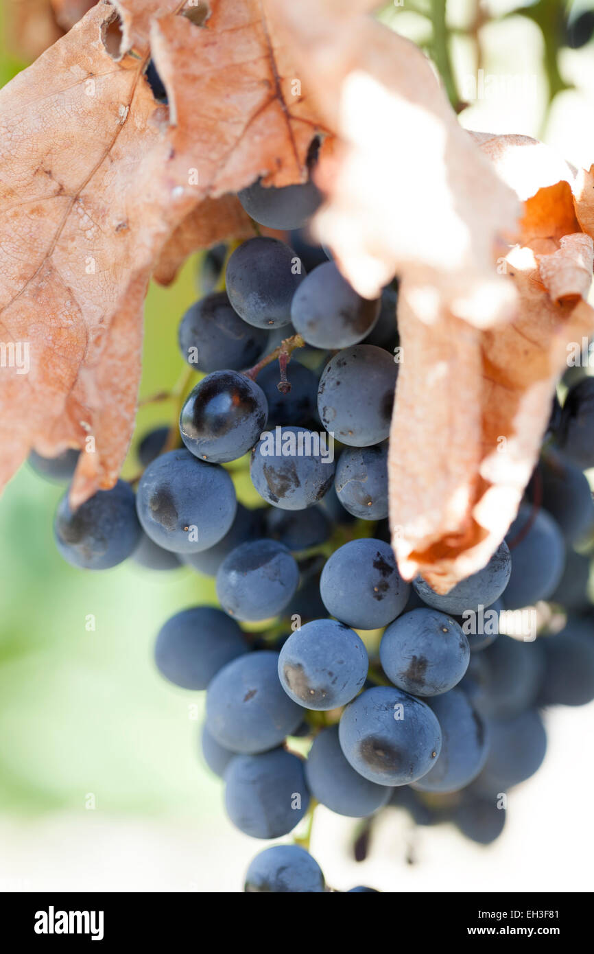 Grapes : Saperavi. Georgia Stock Photo - Alamy