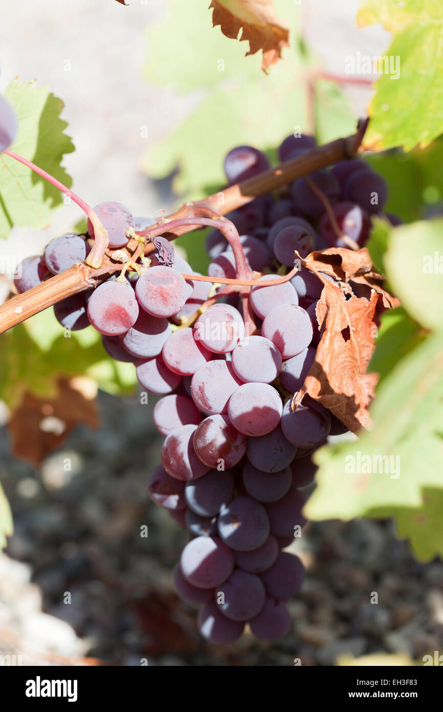 Grapes : Prokupac. Serbia Stock Photo - Alamy