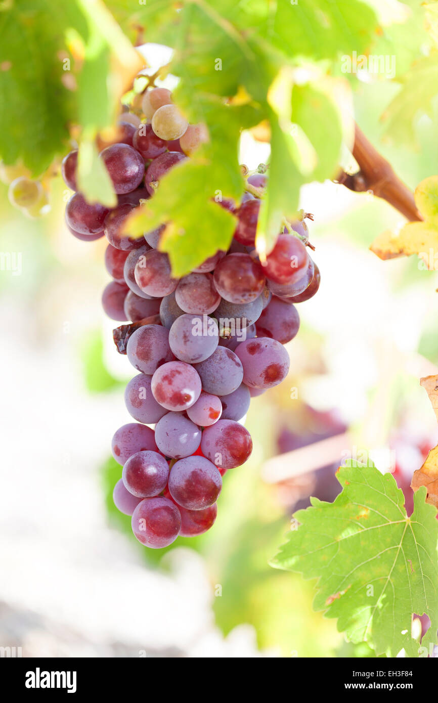 Grapes : Prokupac. Serbia Stock Photo - Alamy