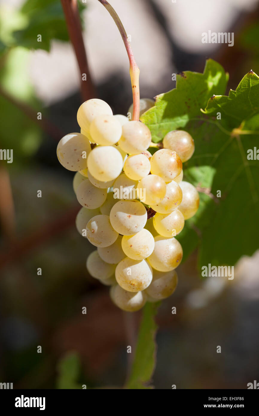 Grapes : Arvine Petite Stock Photo - Alamy
