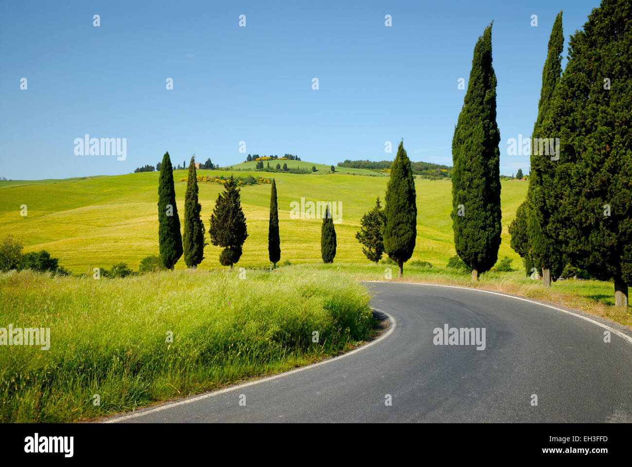 Bending trees hi-res stock photography and images - Alamy