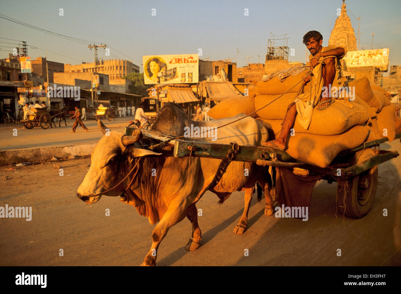 Bull pulling cart hi-res stock photography and images - Alamy