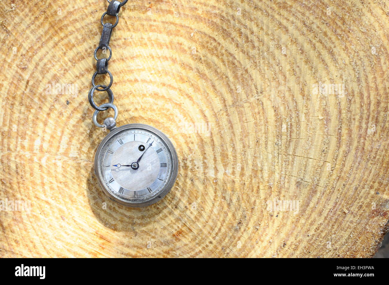Close up of vintage pocket watch and rings of a tree trunk timber Stock ...