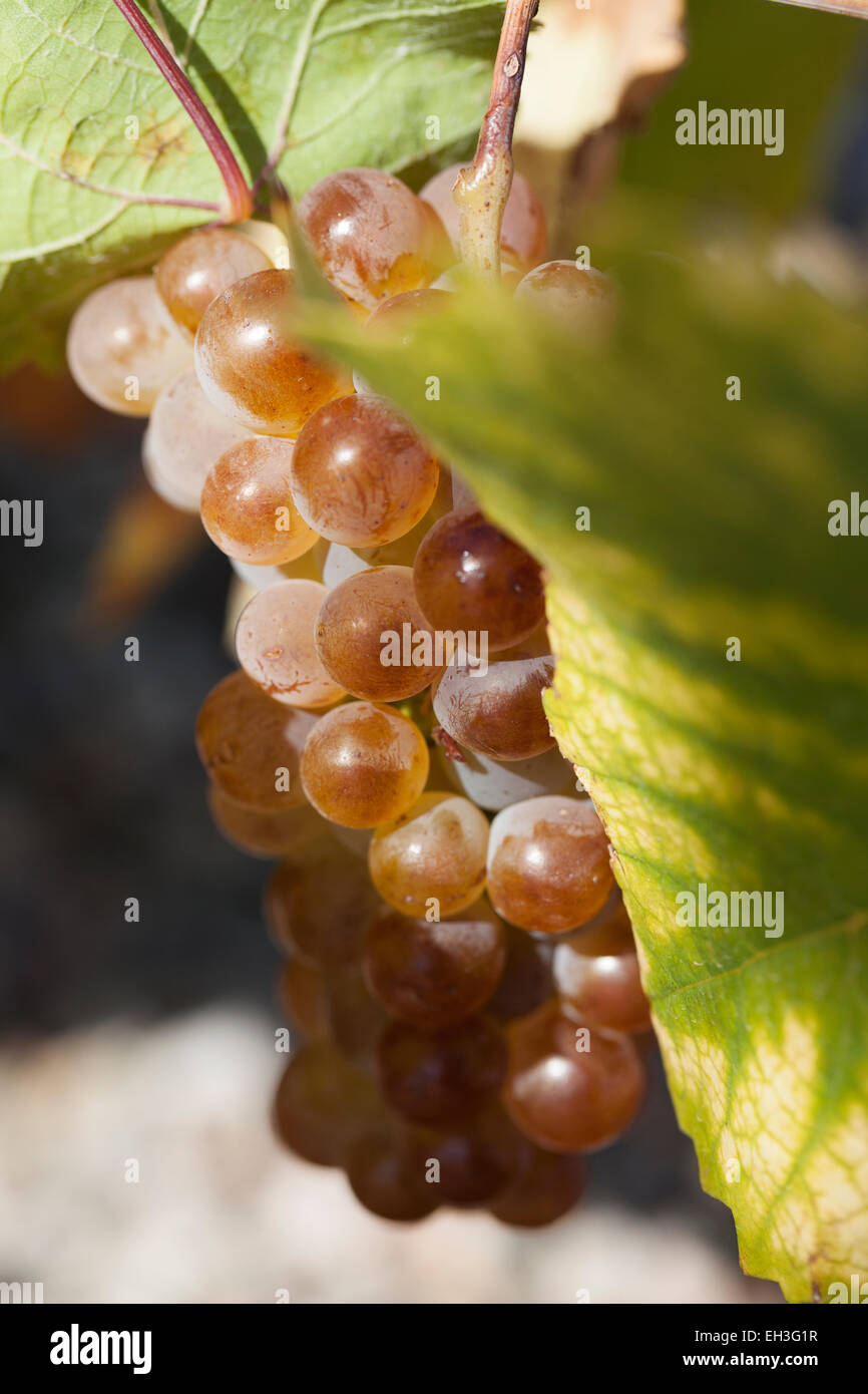 Grapes : Aligote. France Stock Photo - Alamy