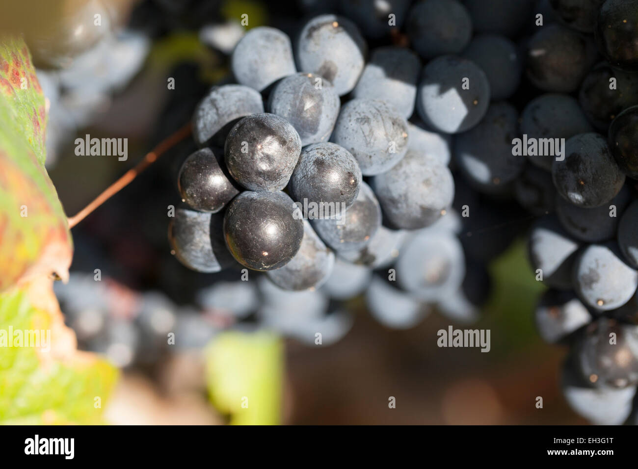 Tannat hi-res stock photography and images - Alamy