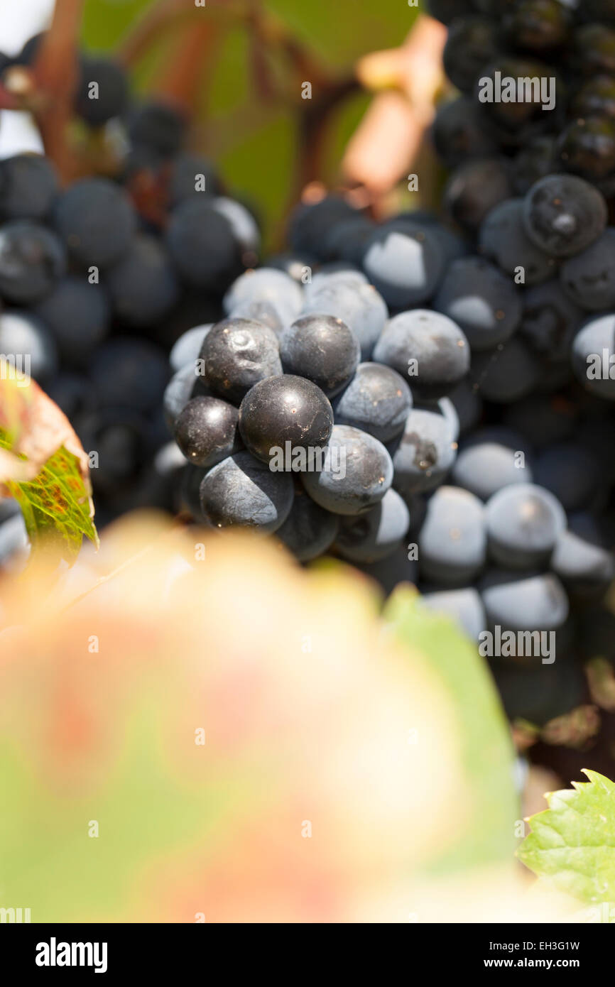 Tannat grapes hi-res stock photography and images - Alamy