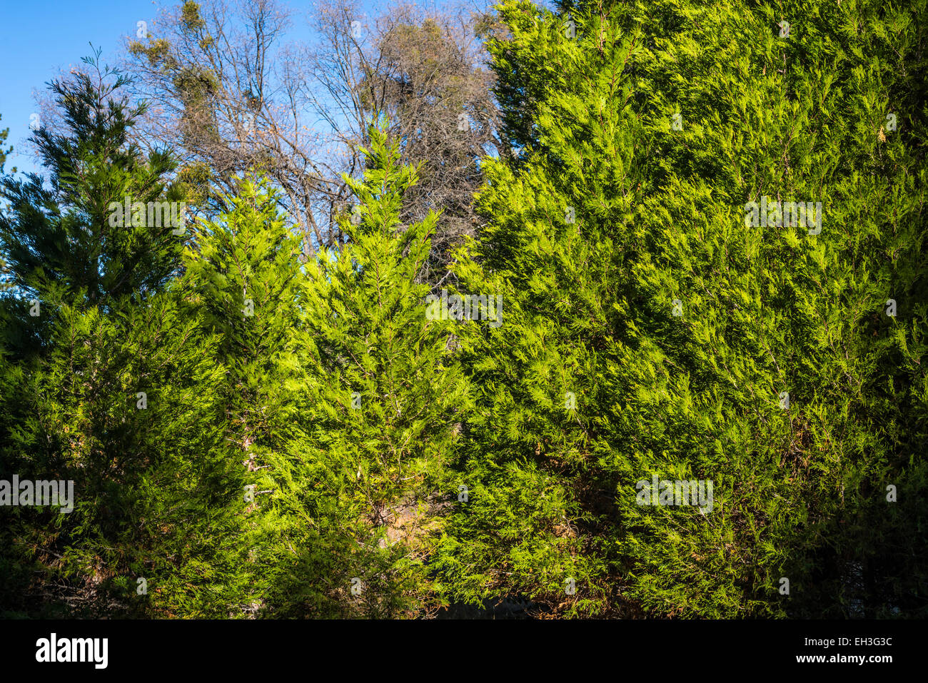 A group of vibrantly colored pine trees on the Doane Valley Nature ...