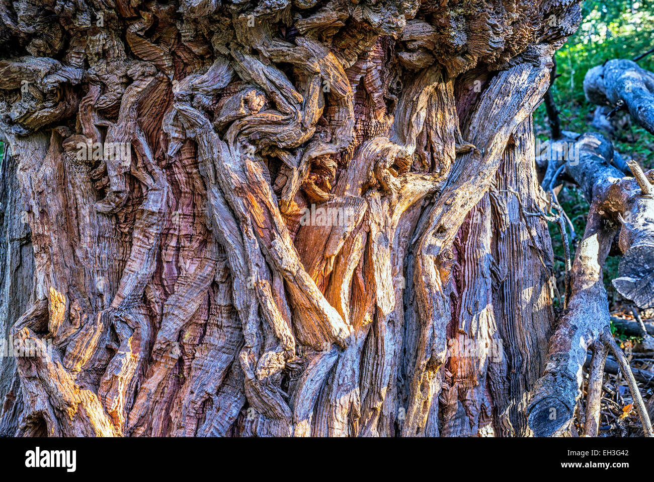 Tree trunk shapes hi-res stock photography and images - Alamy