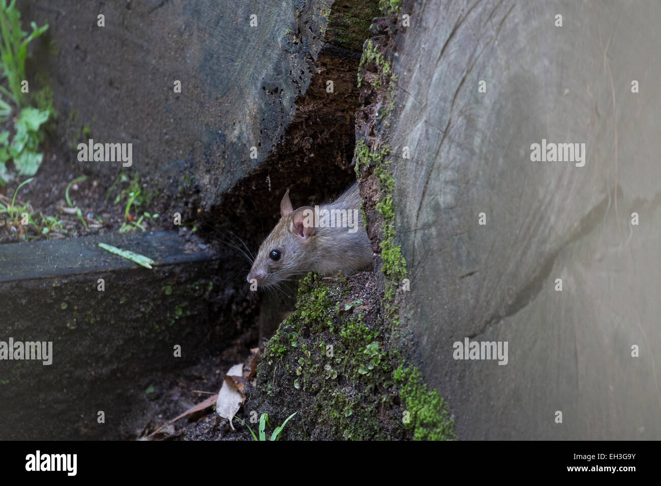 Rat watching hi-res stock photography and images - Alamy