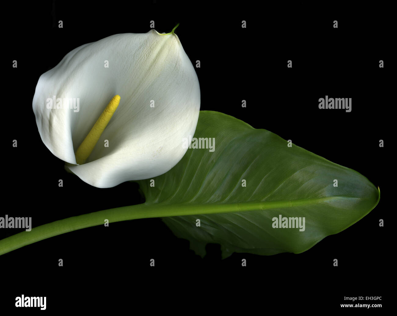 Calla lily black background hi-res stock photography and images - Alamy