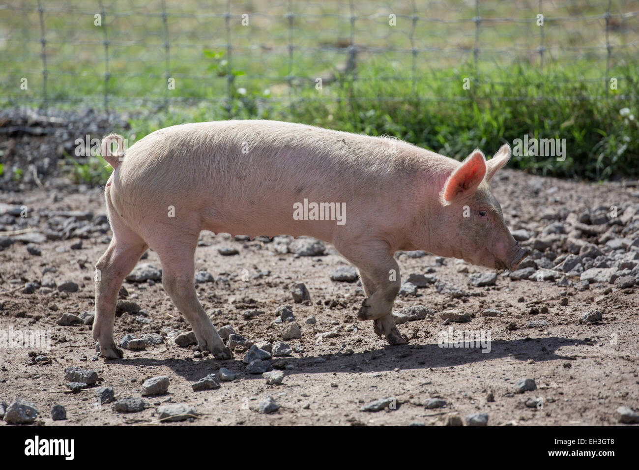 Piglet farm hi-res stock photography and images - Alamy