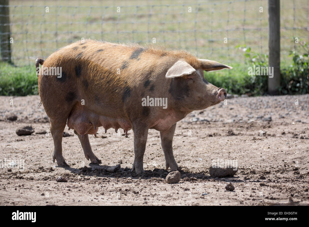 Sow pig hi-res stock photography and images - Alamy