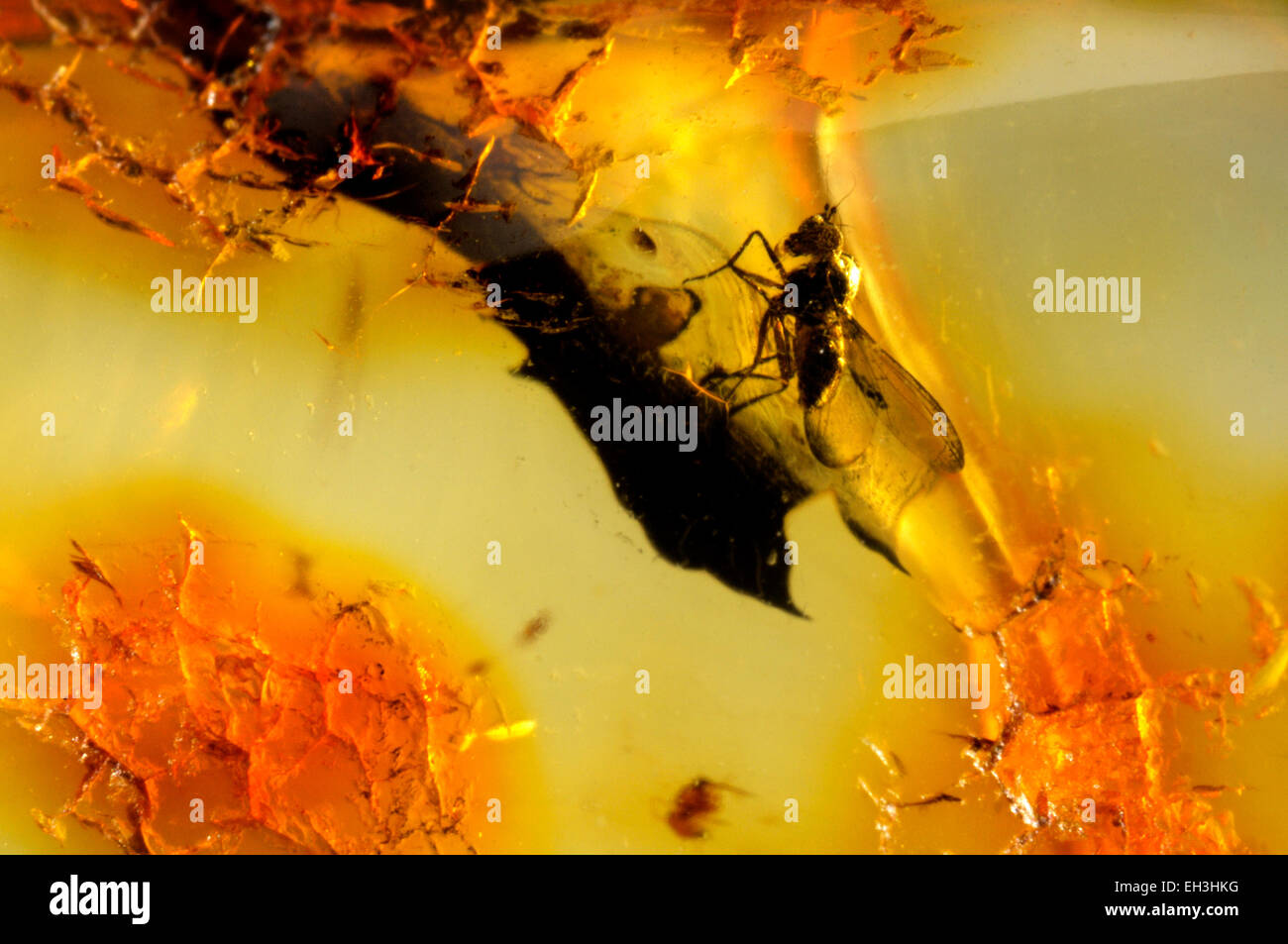 Long legged insects hi-res stock photography and images - Alamy