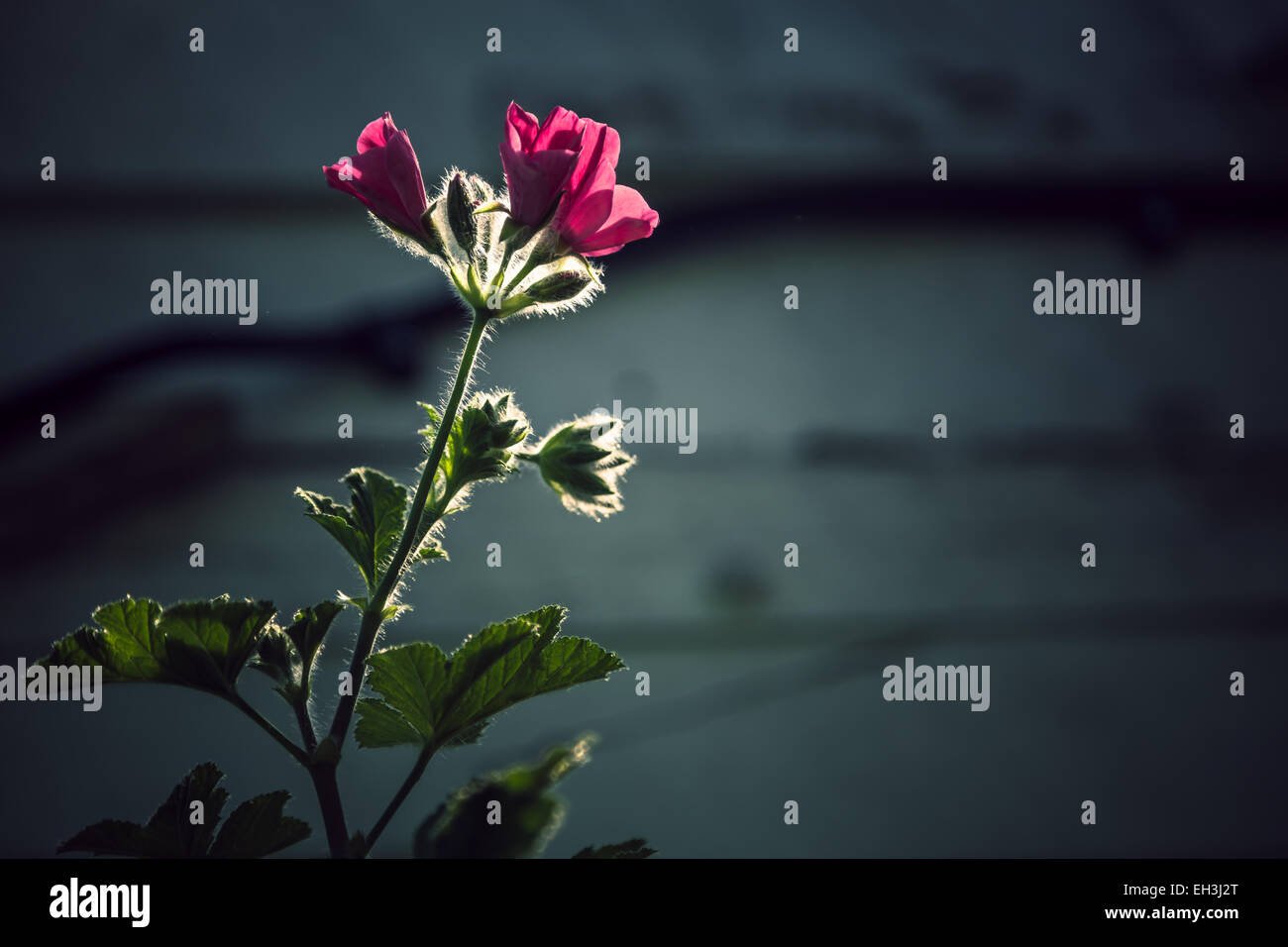 Outdoor photography hi-res stock photography and images - Alamy