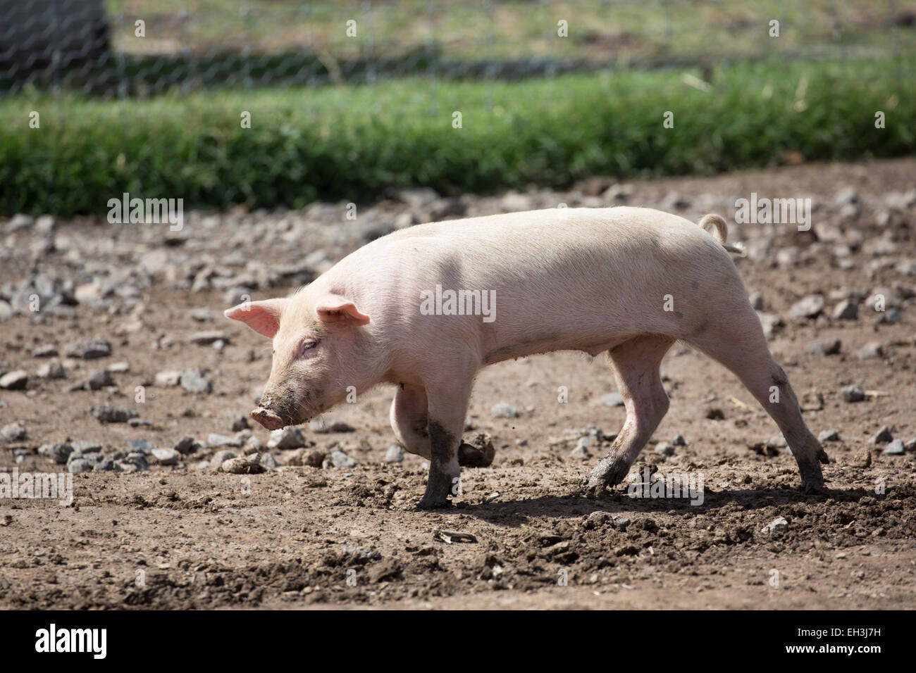 Piglet farm hi-res stock photography and images - Alamy