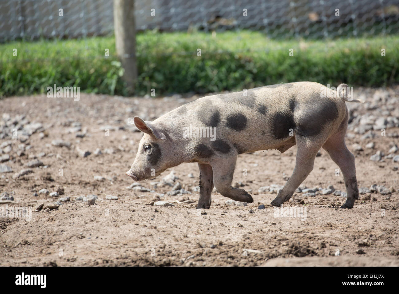 Piglet farm hi-res stock photography and images - Alamy