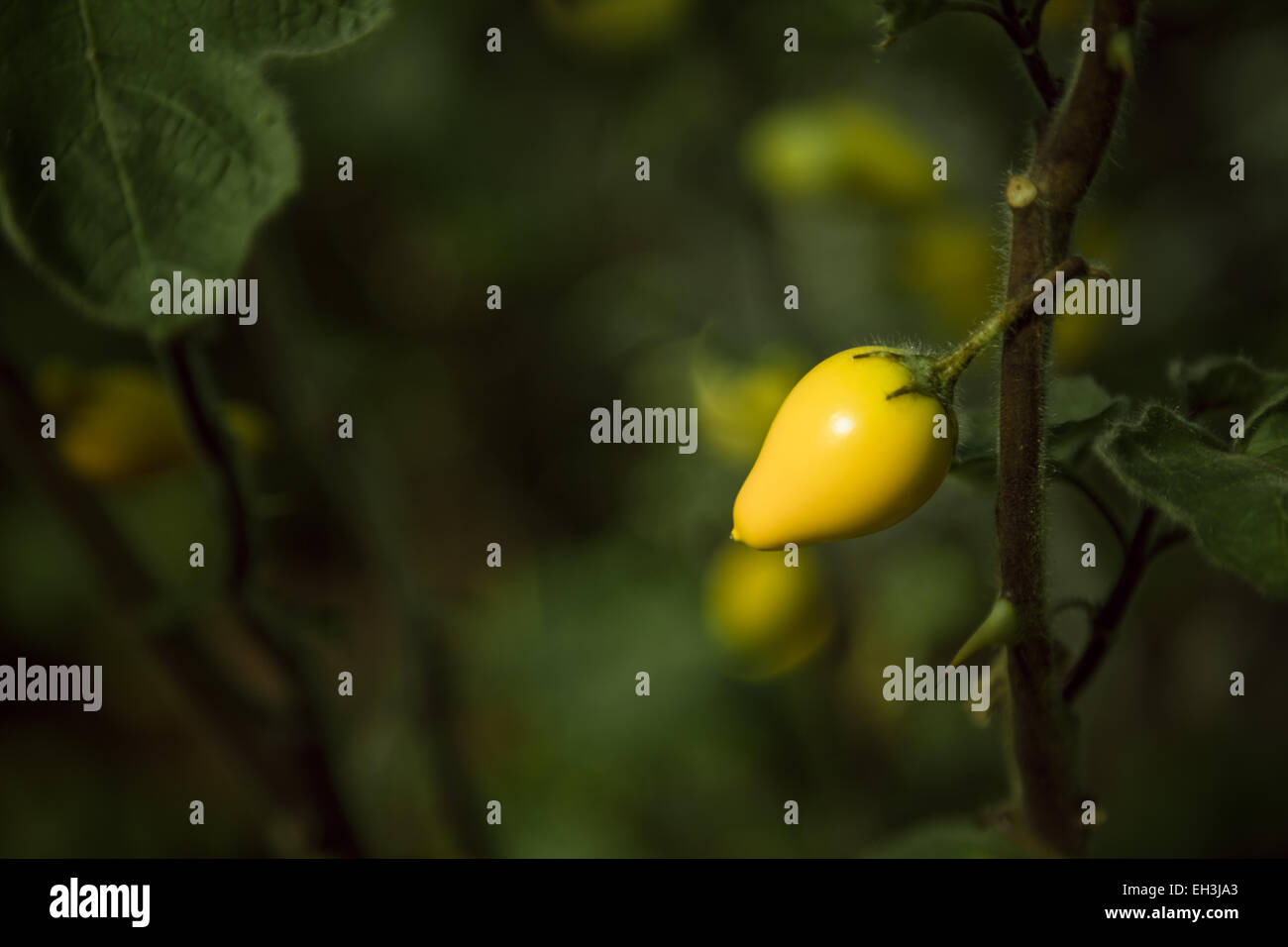 Citrus - a lone citrus fruit stands out against the green background ...