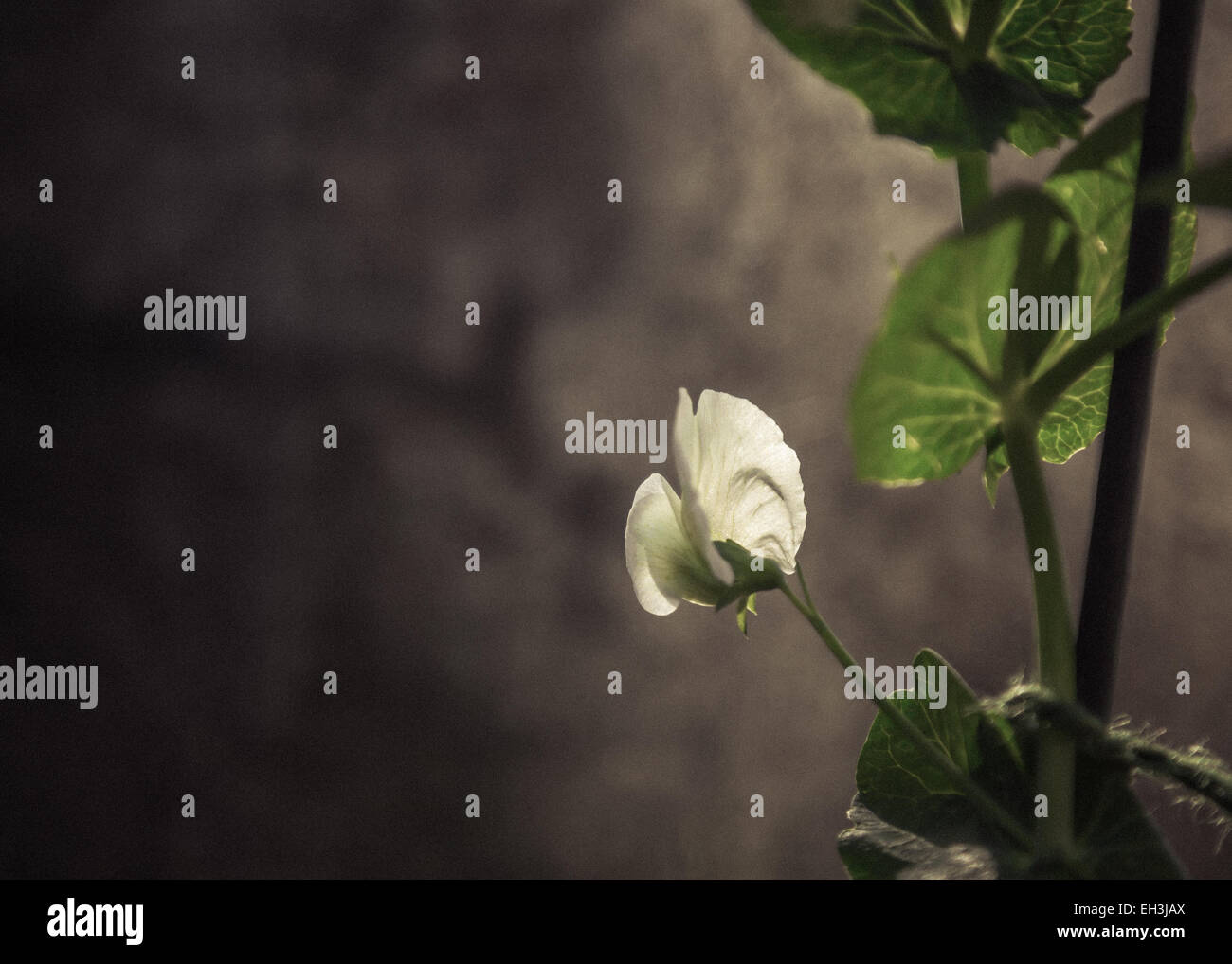 Lone flower hi-res stock photography and images - Alamy