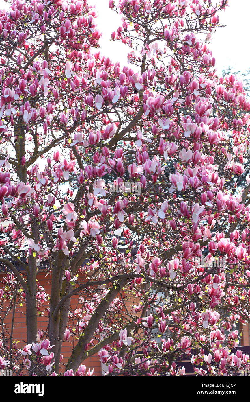 Magnolia × soulangeana or known as Saucer magnolia Stock Photo - Alamy