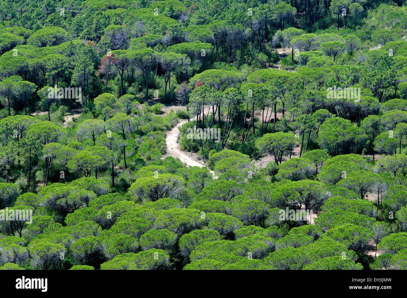 Trail through a pine forest, Stone Pines (Pinus pinea) in the Natural ...