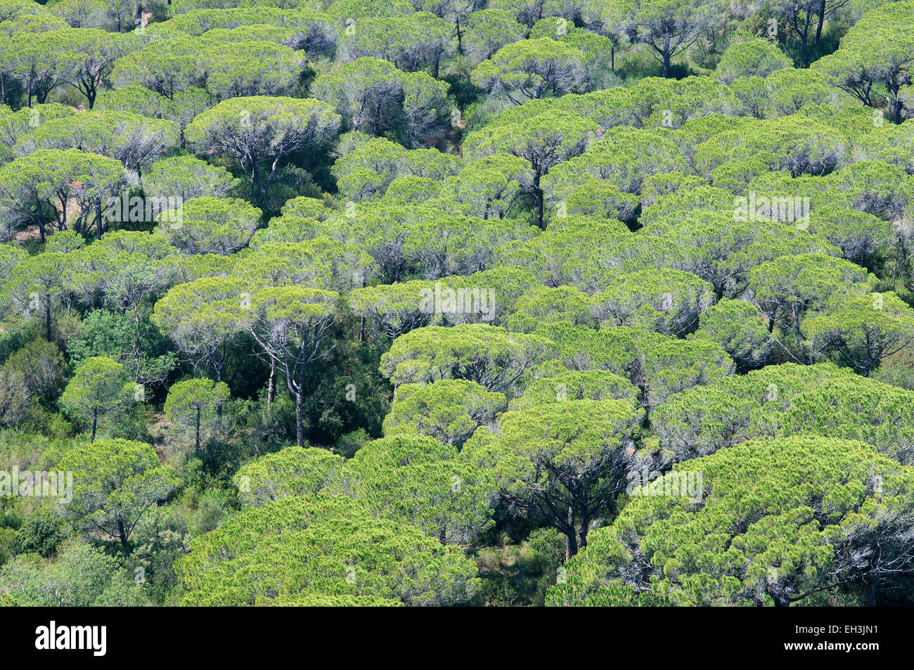 Pine forest, Stone Pines (Pinus pinea) in the Natural Park of Maremma ...