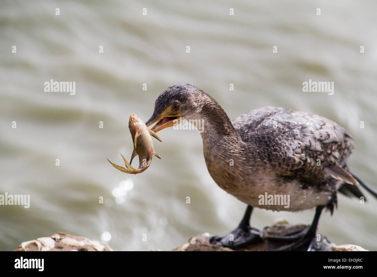 Long-tailed Cormorant (Microcarbo africanus) with captured small ...