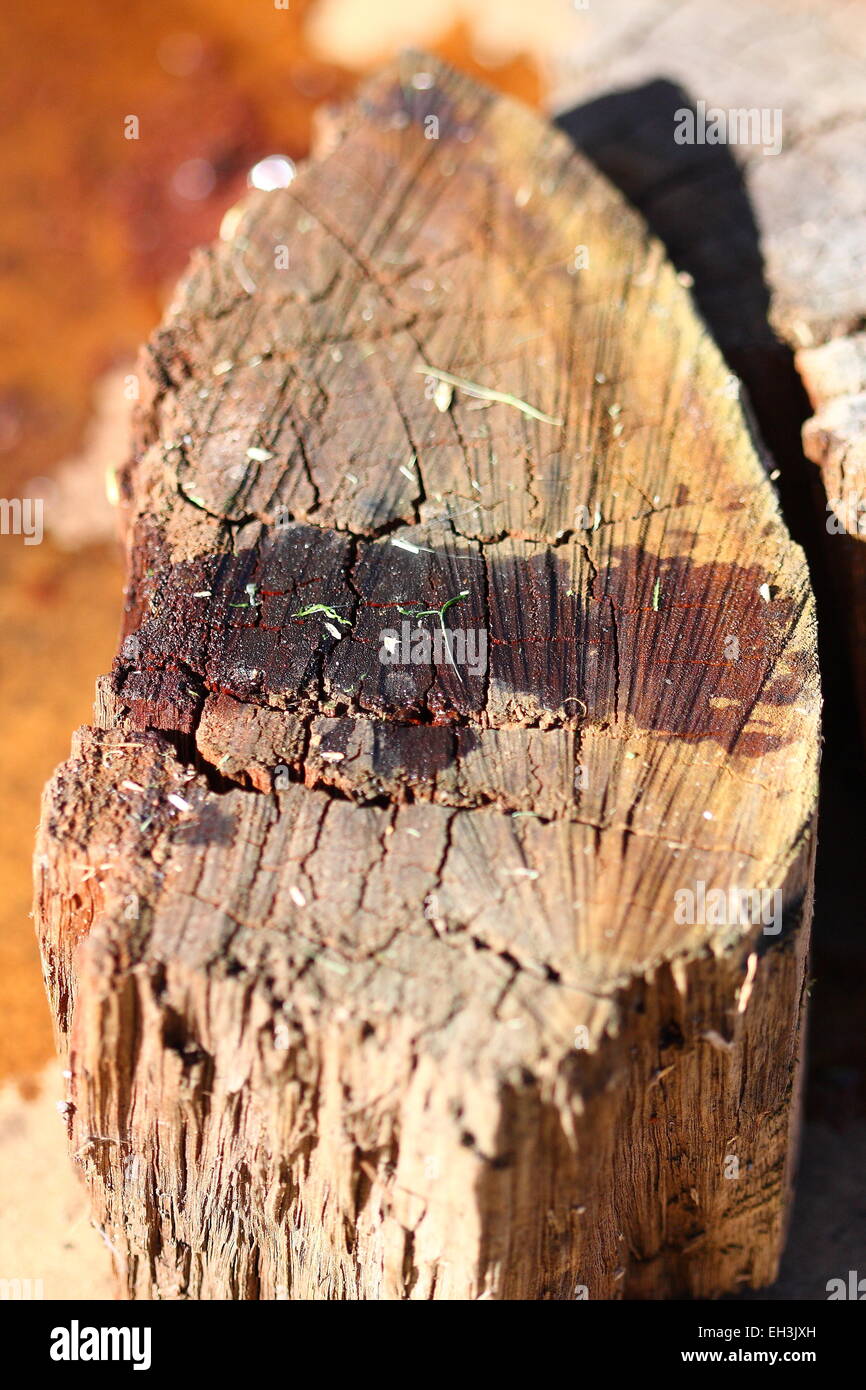 Close up of a broken log showing the details of the cracked surface ...