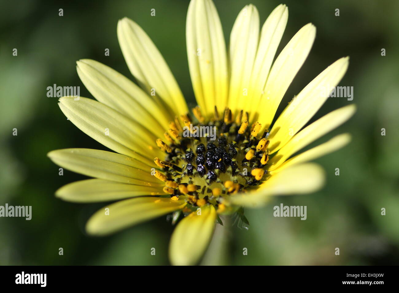 Cape weed hi-res stock photography and images - Alamy