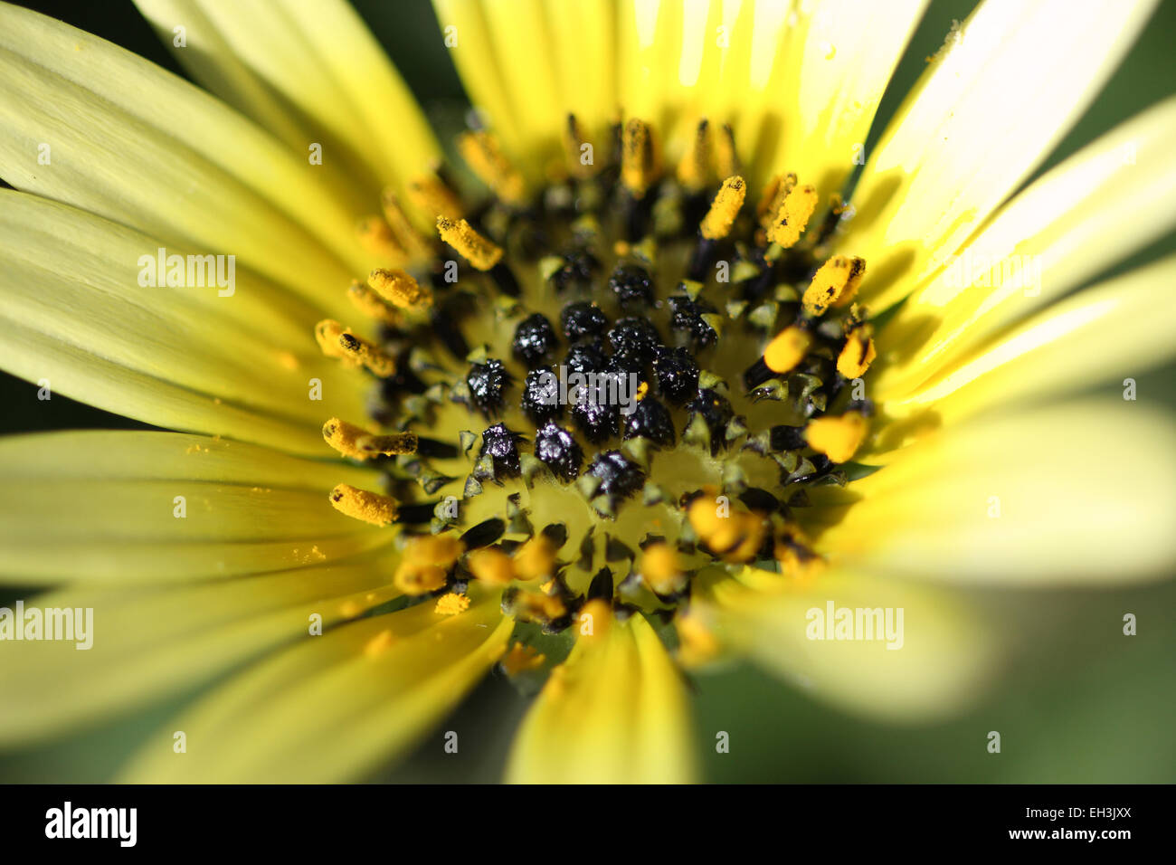 Cape weed hi-res stock photography and images - Alamy