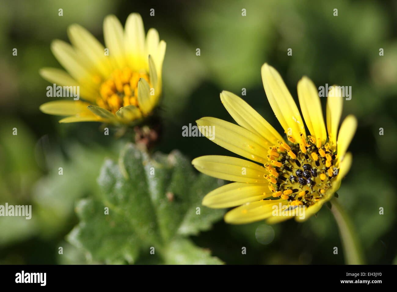Cape weed hi-res stock photography and images - Alamy