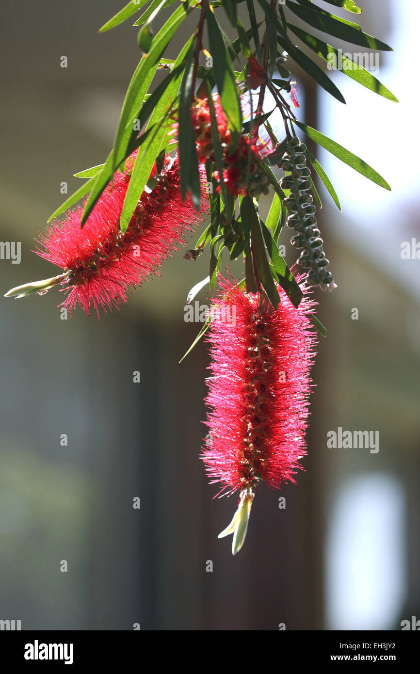 Bottle Brush Plant High Resolution Stock Photography and Images - Alamy