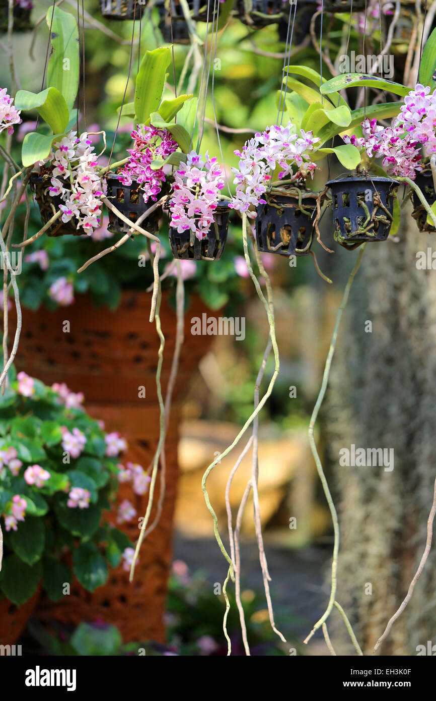 different set of beautiful orchids in the garden Stock Photo - Alamy