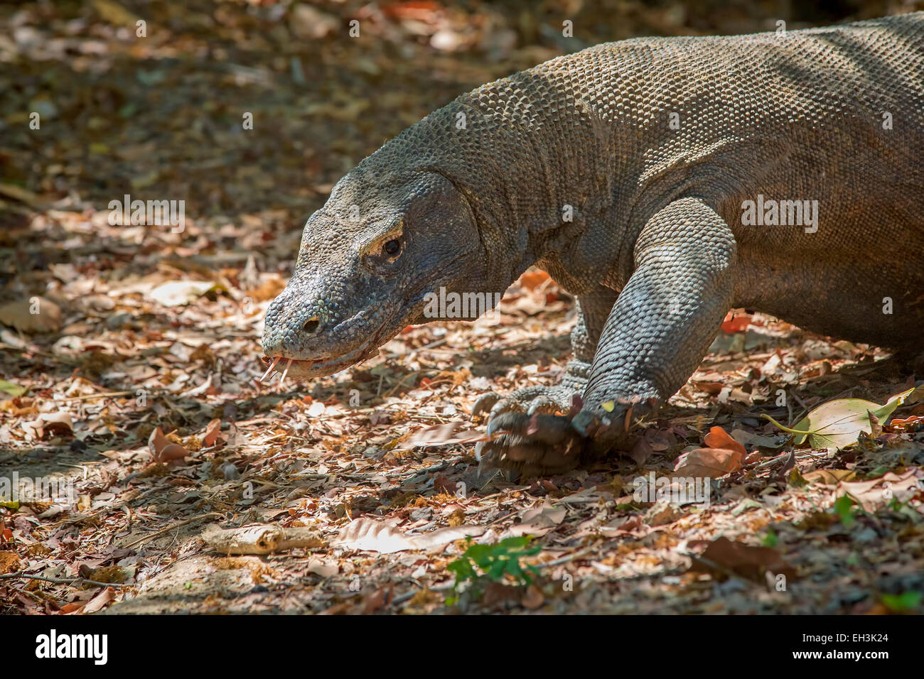 Dragon Charging High Resolution Stock Photography and Images - Alamy
