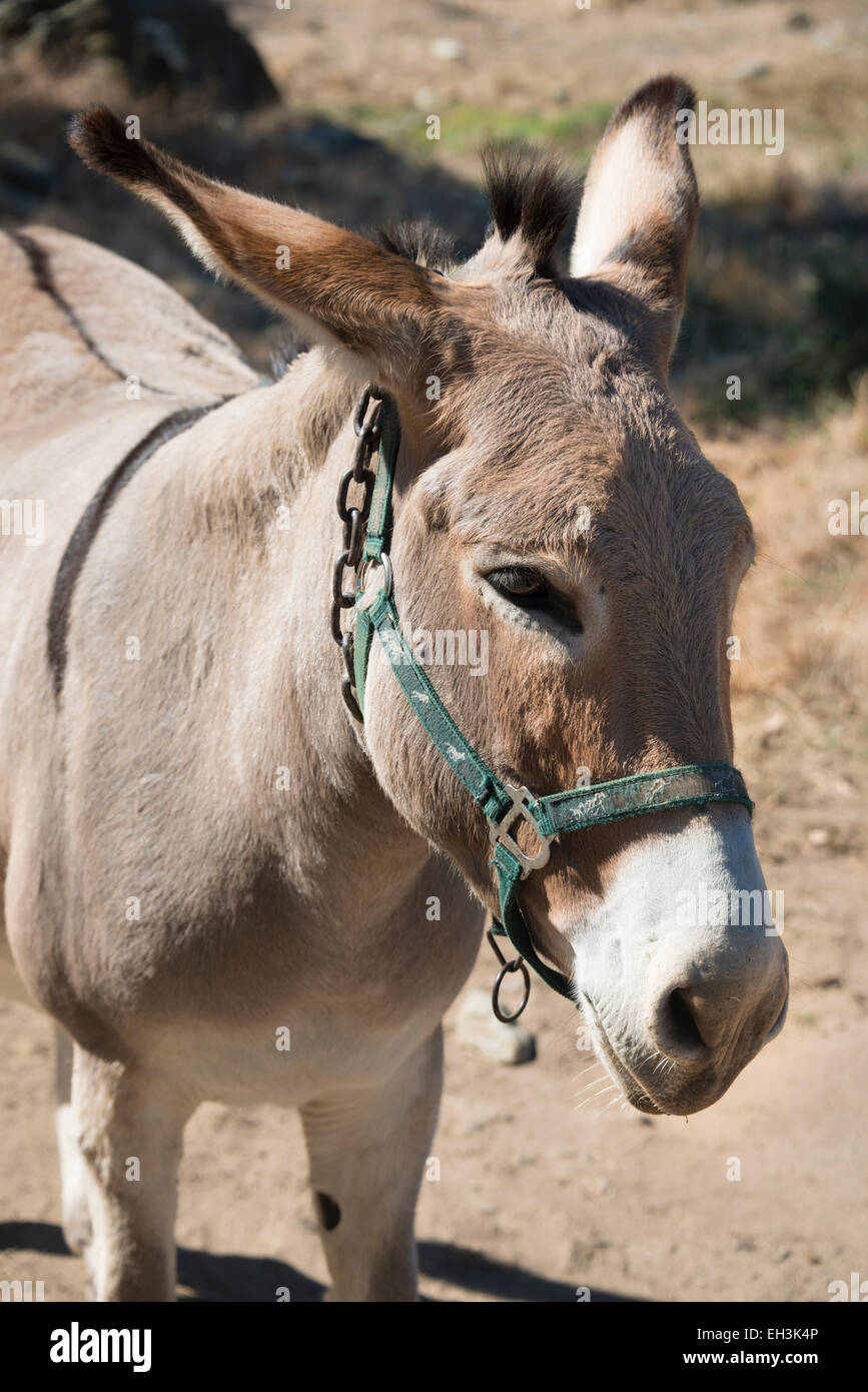Corsica donkey hi-res stock photography and images - Alamy