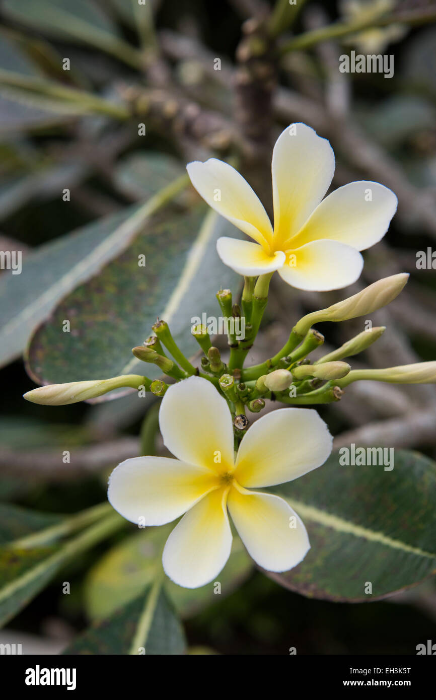 Beautiful Flower Of Kerala