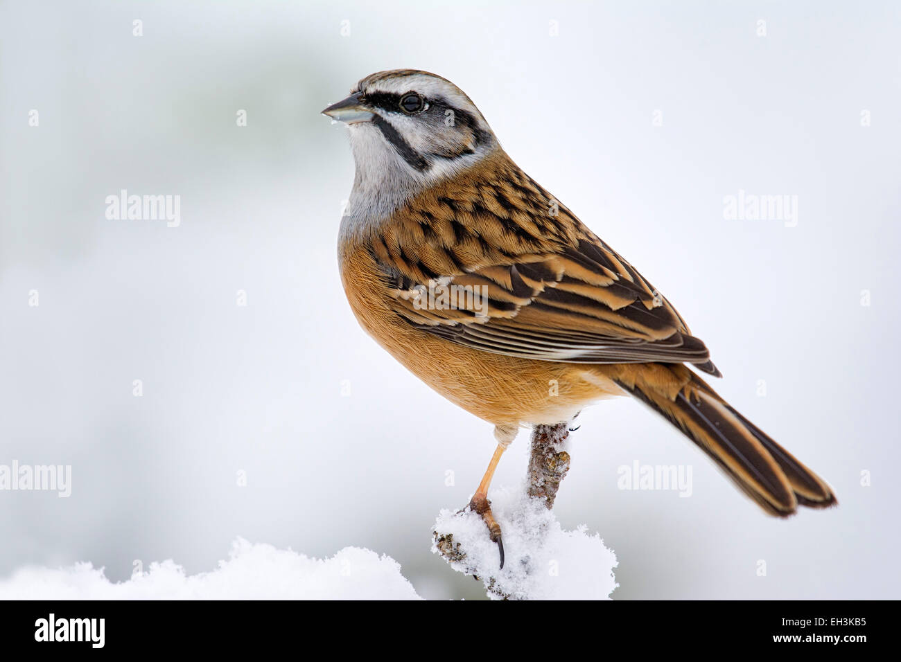 Rock bunting hi-res stock photography and images - Alamy