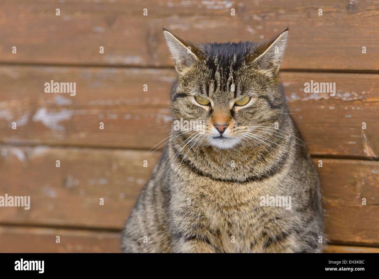 Front view of a cat hi-res stock photography and images - Alamy