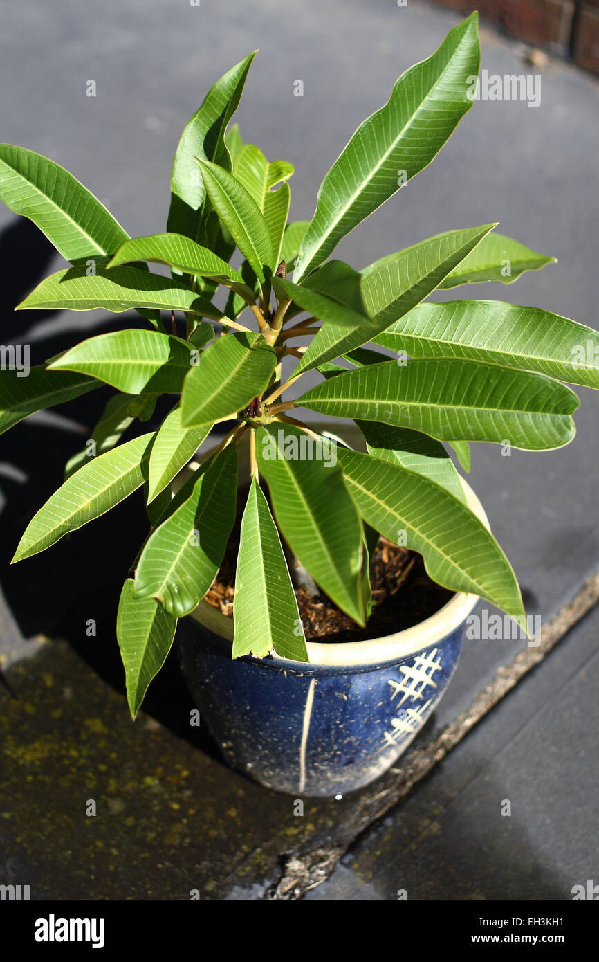 Frangipani pot hi-res stock photography and images - Alamy