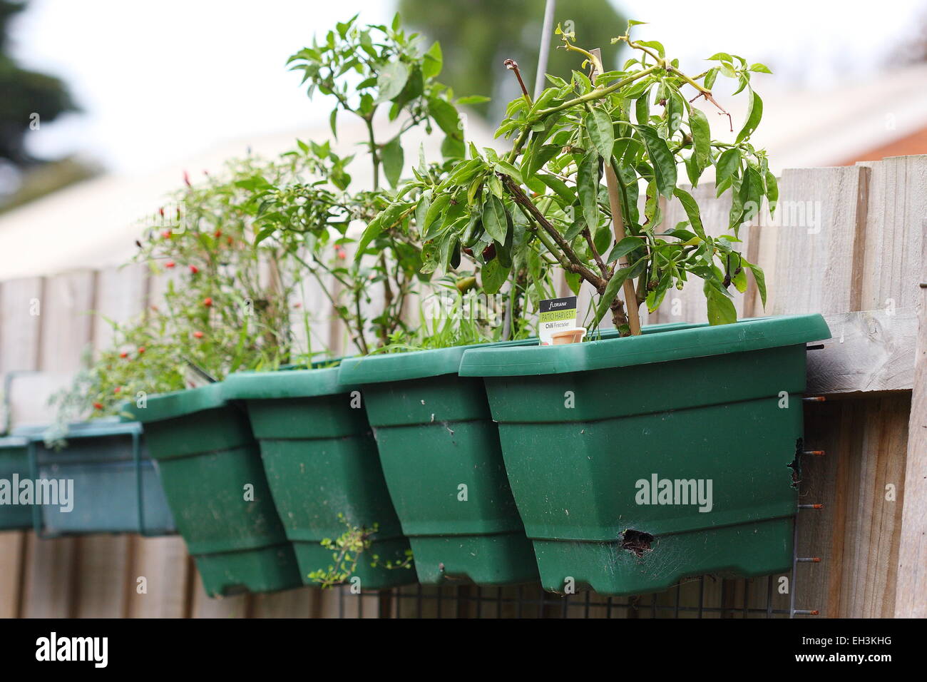 Growing chilli plants hi-res stock photography and images - Alamy