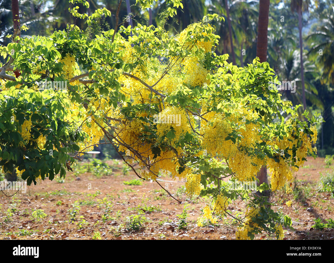 Tree tassels hi-res stock photography and images - Alamy