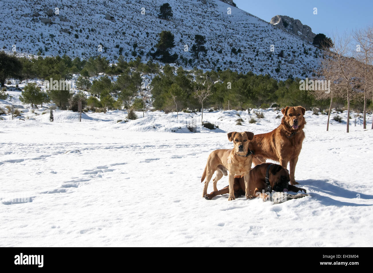 dogs playing in the snow in the Sierra de Tramuntana in majorca Stock ...
