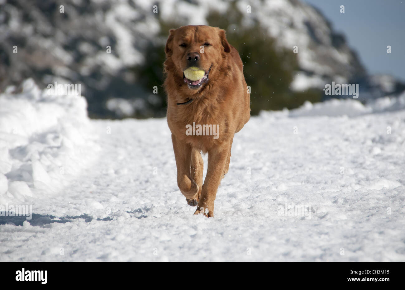 Boxer dog teeth hi-res stock photography and images - Alamy
