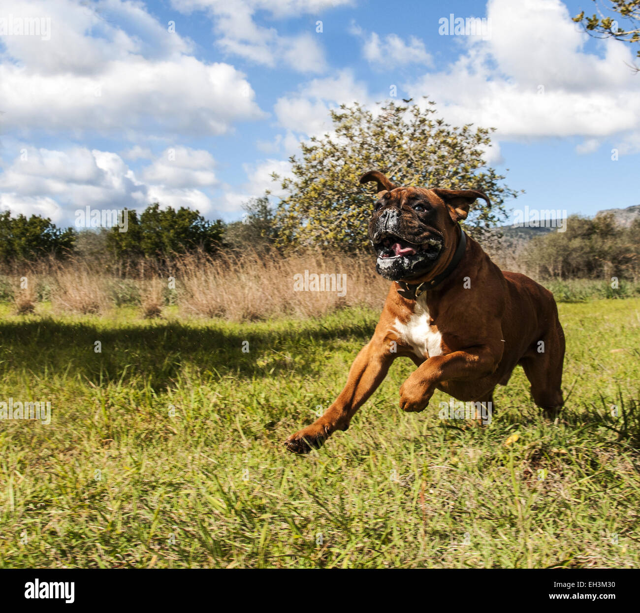 photograph of a dog playing in the field Stock Photo - Alamy