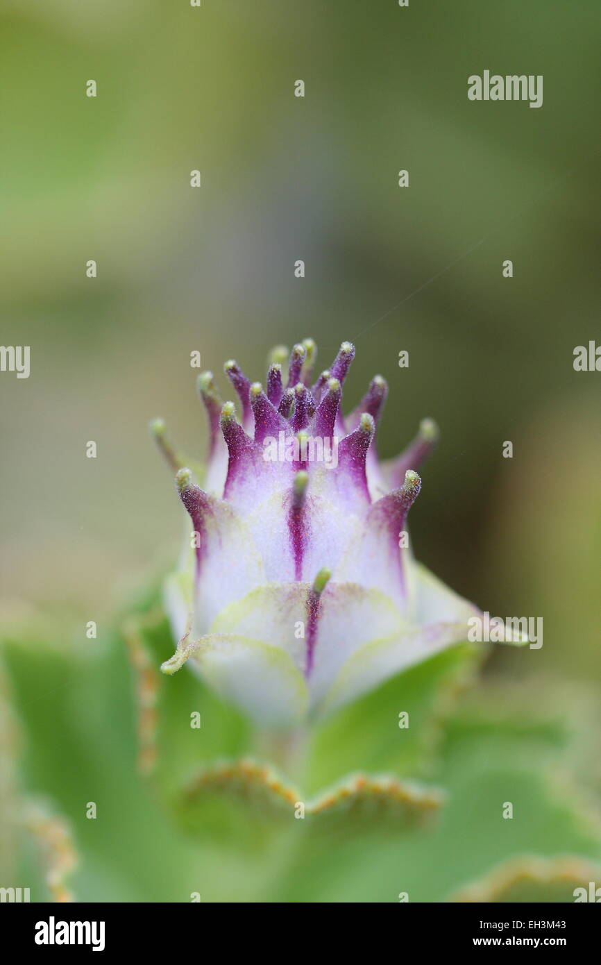 Dogbane Plectranthus caninus, Colues canina flower bud Stock Photo - Alamy
