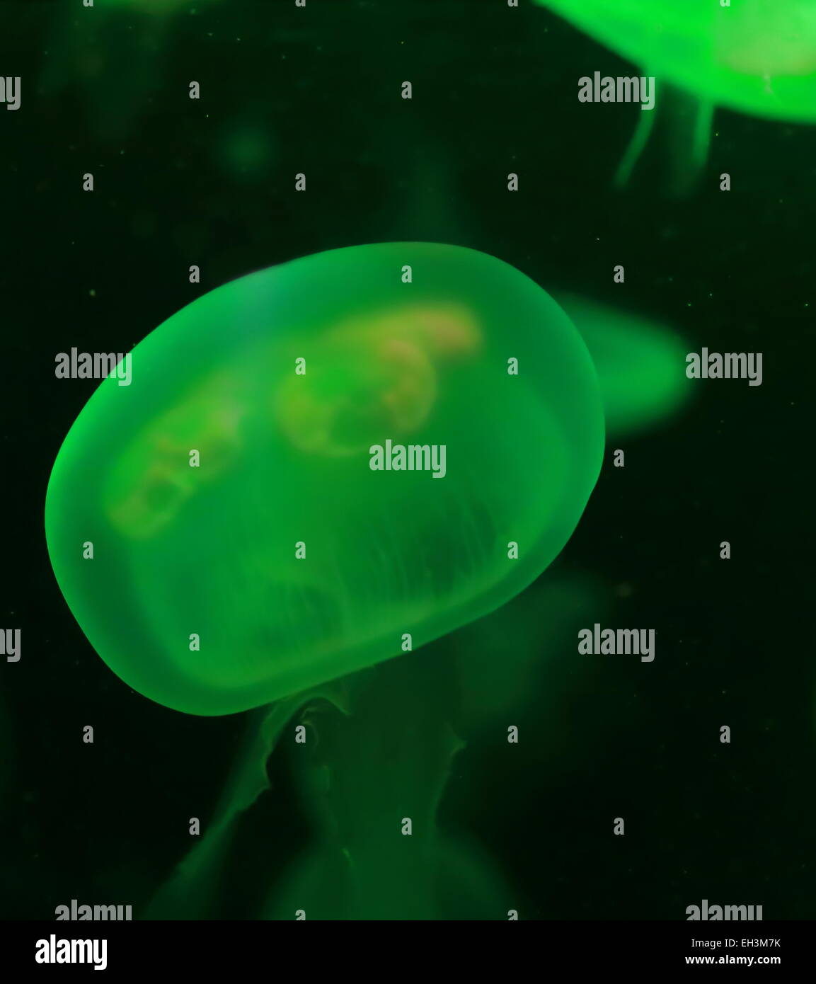 Fish blubber hi-res stock photography and images - Alamy