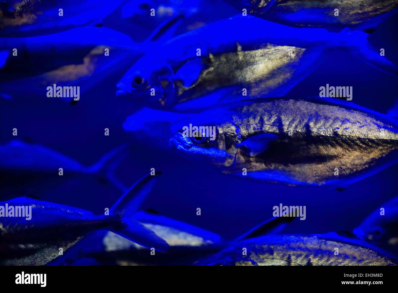 Silvery fish hi-res stock photography and images - Alamy