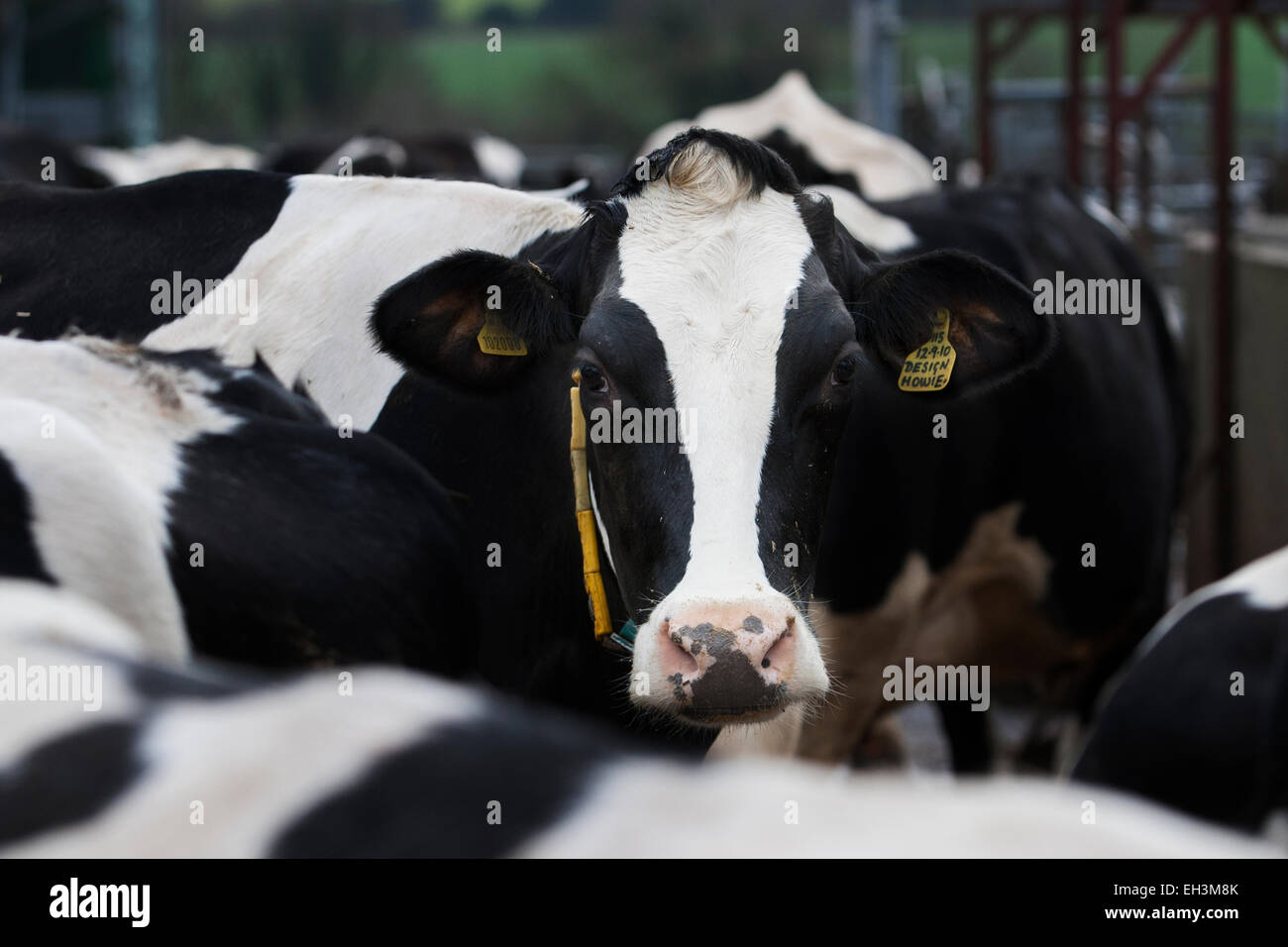 Holstein friesian cow barn hi-res stock photography and images - Alamy