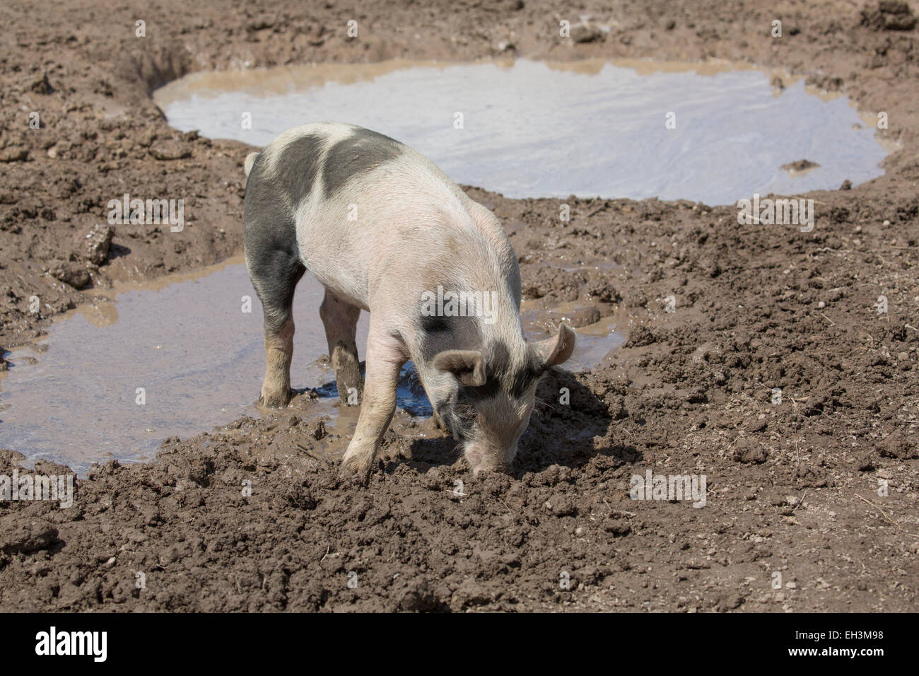 piglet in a mud Stock Photo - Alamy