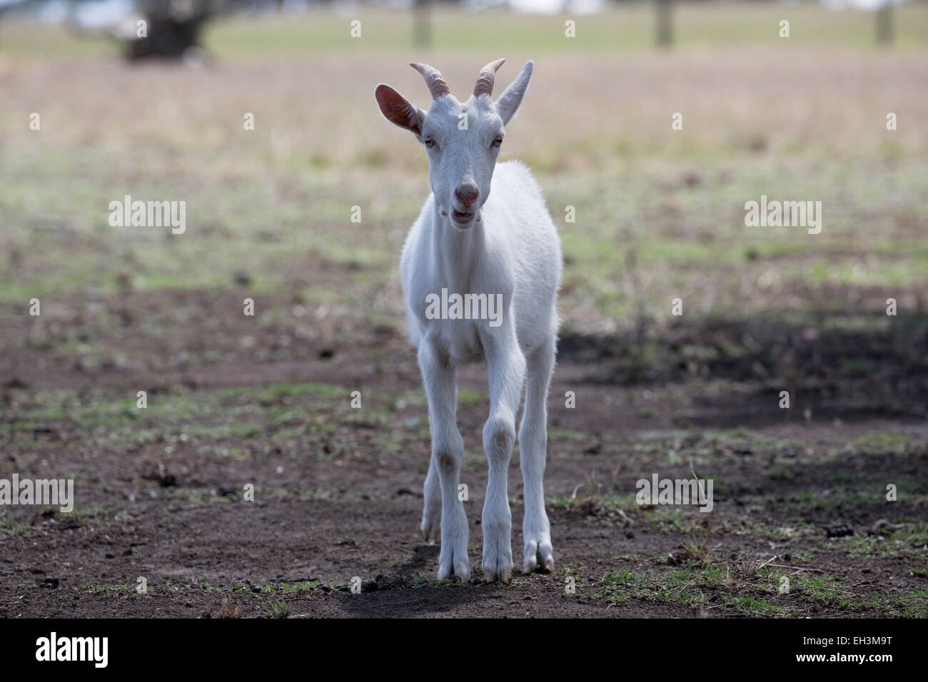 Goat staring at me hi-res stock photography and images - Alamy